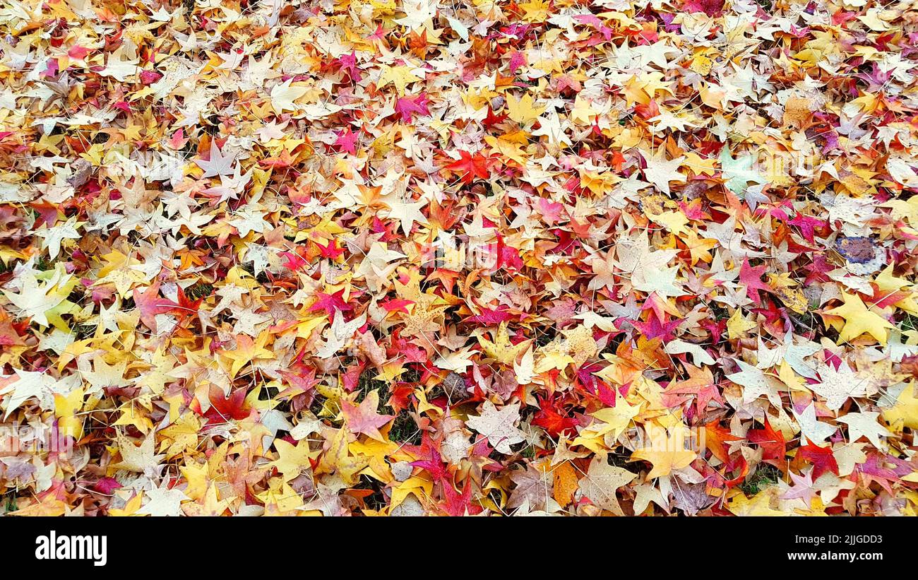 A high angle shot of colorful autumn leaves on a forest floor Stock ...
