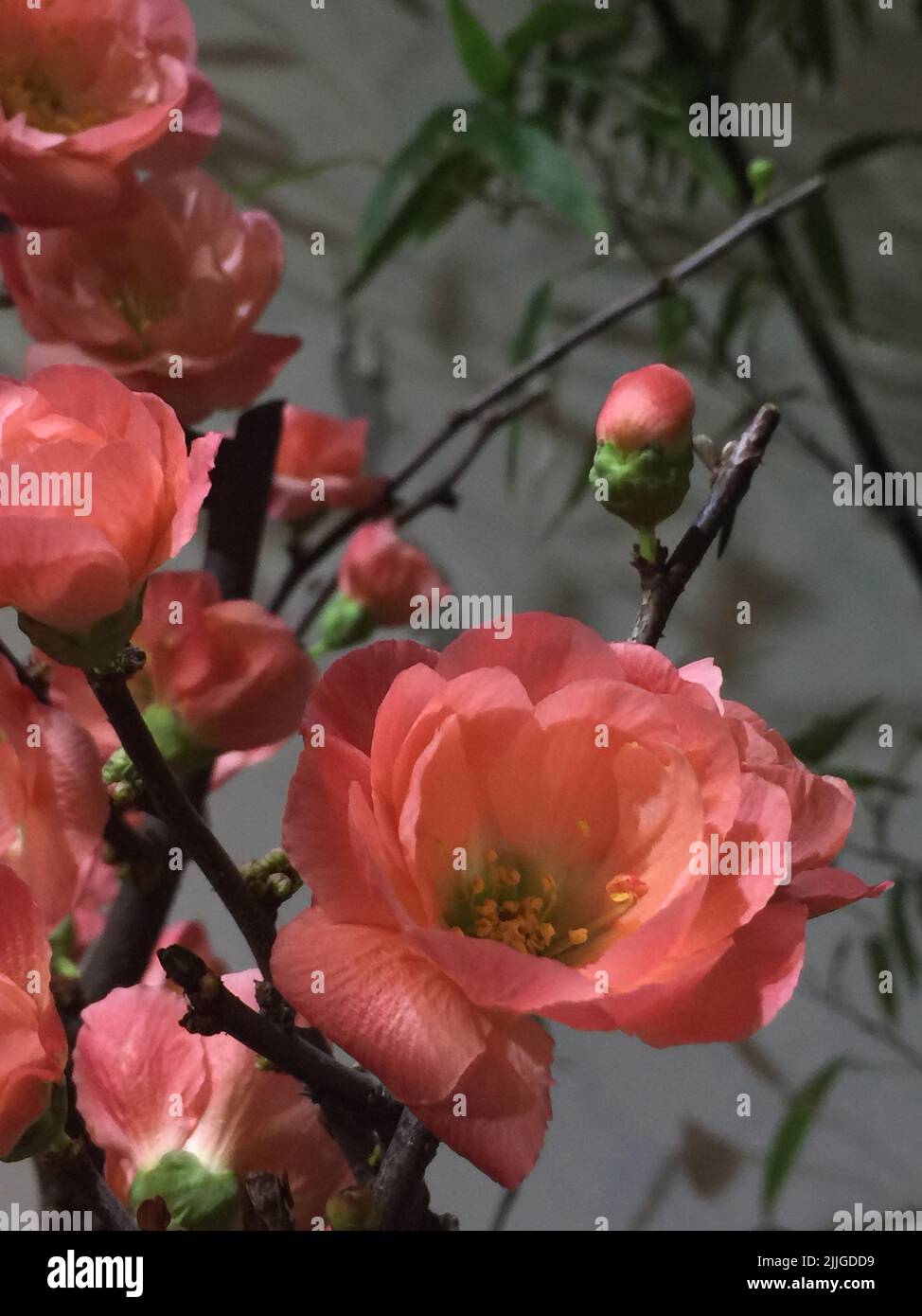 A vertical shot of Japanese quince or Maule's quince(Chaenomeles ...
