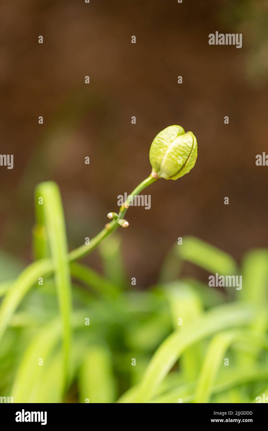 A vertical shot of a Persian buttercup bud growing outdoor Stock Photo ...