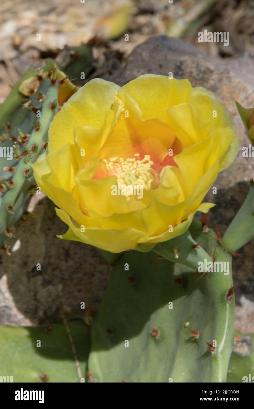 Prickly Pear Cactus flower (Opuntia sp.) Southern Arizona Stock Photo ...