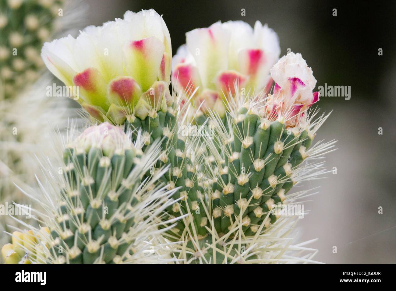Teddy Bear Cholla Cactus flowers (Opuntia bigelovii) Southern Arizona ...