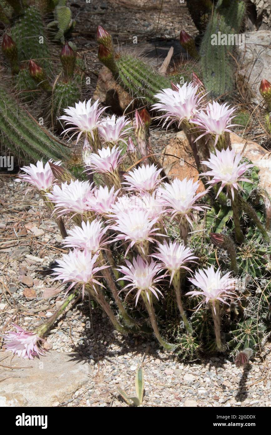 Species of hedgehog cactus hi-res stock photography and images - Alamy