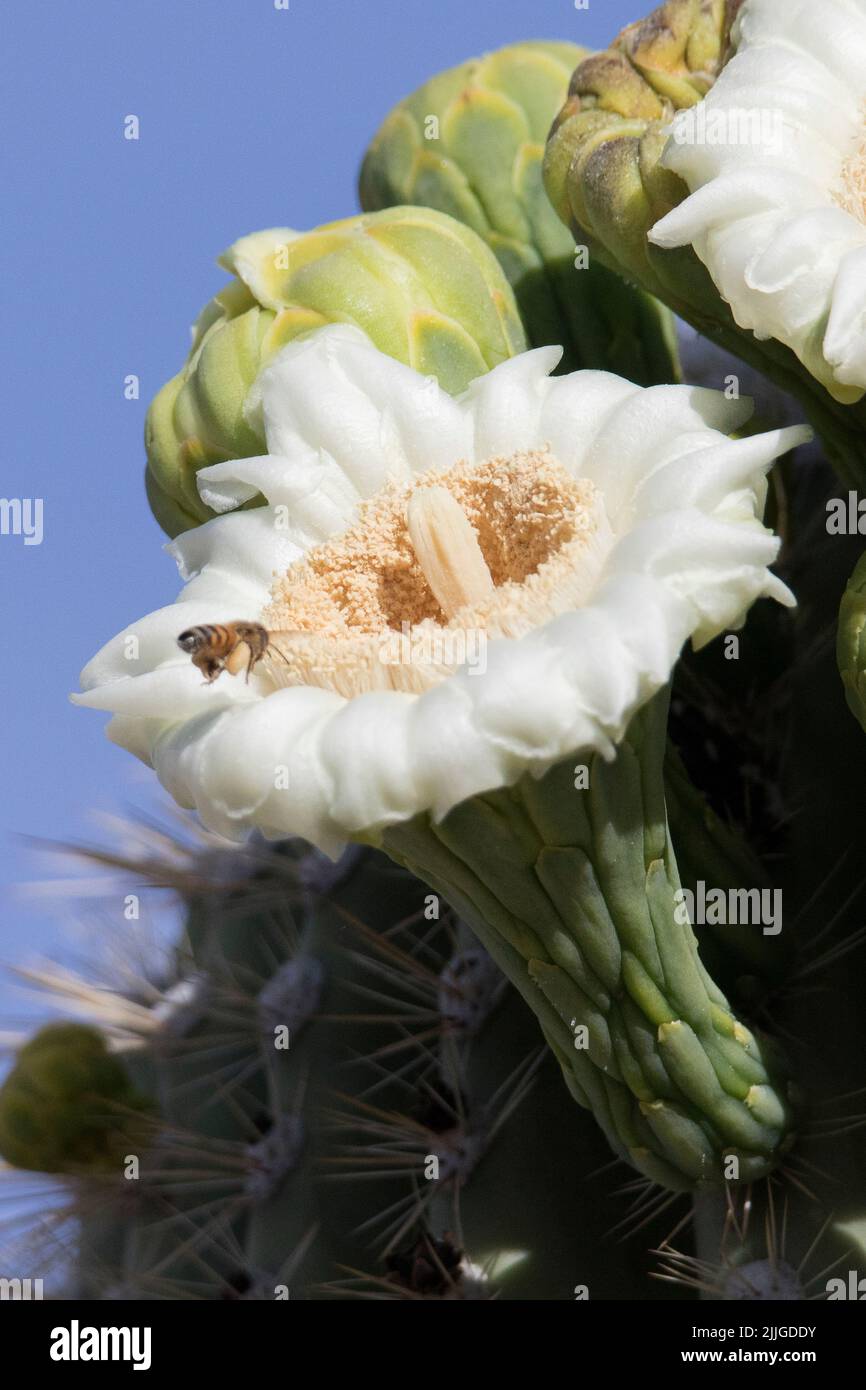 Bee pollinating a Saguaro Cactus flower (Carnegiea gigantea) Southern ...