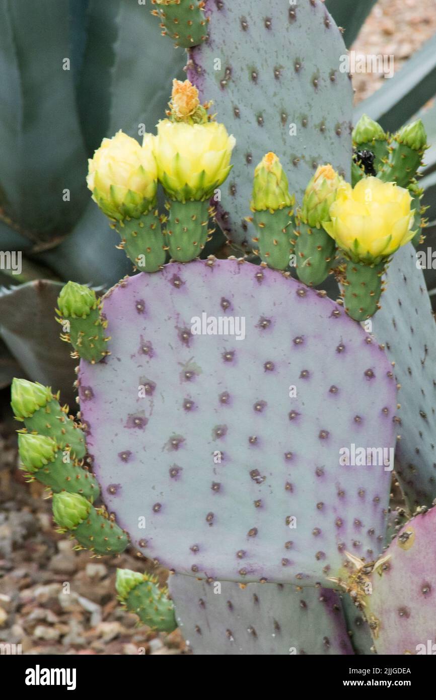 Purple Prickly Pear Cactus flowers and buds (Opuntia macrocentra ...
