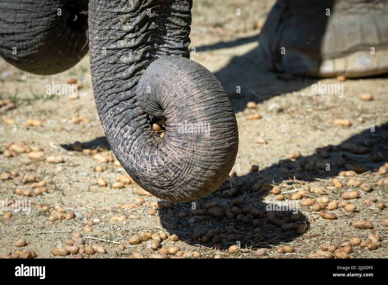 A closeup shot of a gray elephant trunk picking up peanuts Stock Photo ...