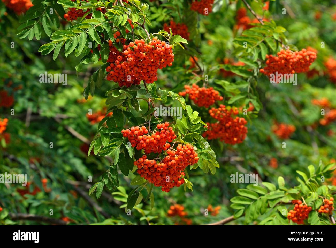 VINNYTSIA REGION, UKRAINE - JULY 22, 2022 - The fruits of the rowan ...