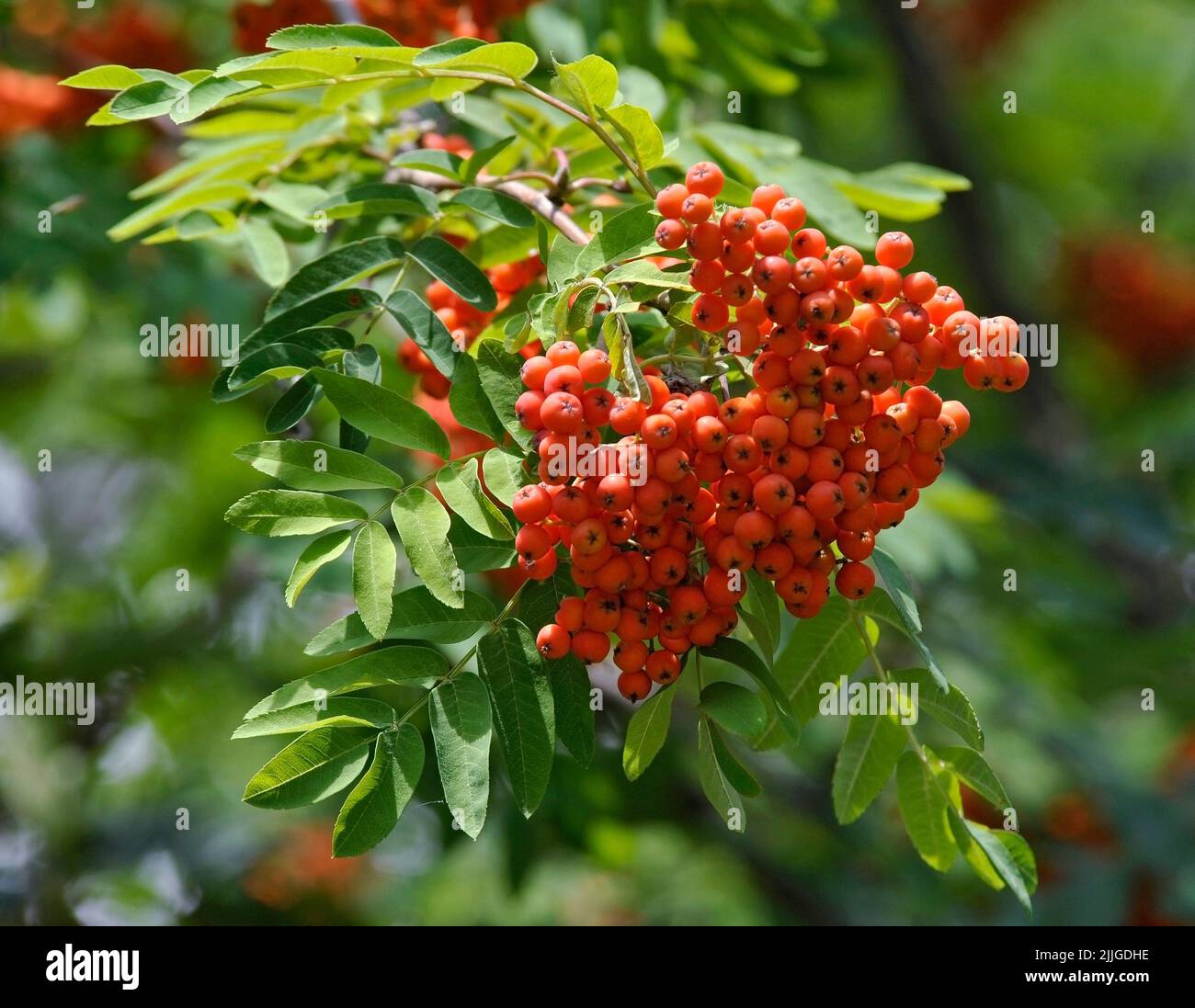 VINNYTSIA REGION, UKRAINE - JULY 22, 2022 - The fruits of the rowan ...