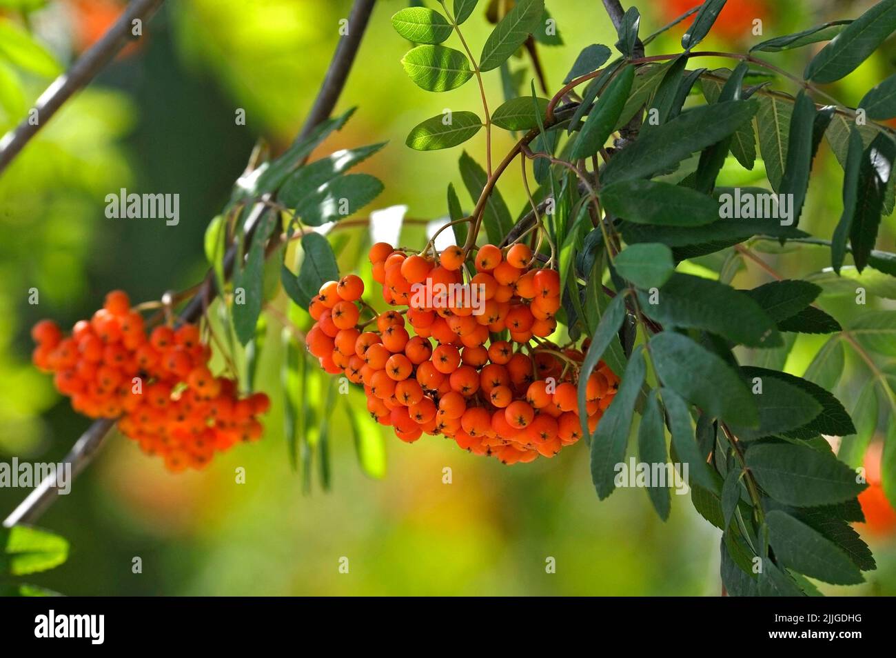 VINNYTSIA REGION, UKRAINE - JULY 22, 2022 - The fruits of the rowan ...