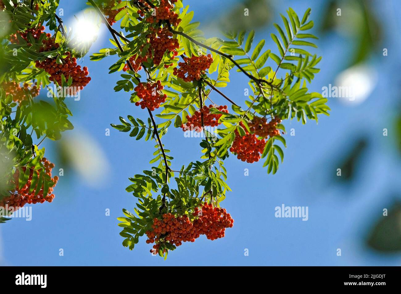 VINNYTSIA REGION, UKRAINE - JULY 22, 2022 - The fruits of the rowan ...