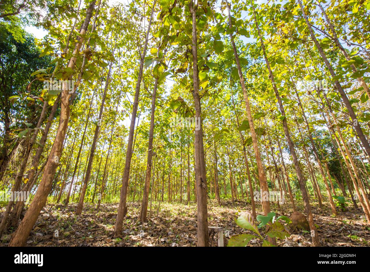 Green teak tree forest with sun light background, Agricultural industry ...