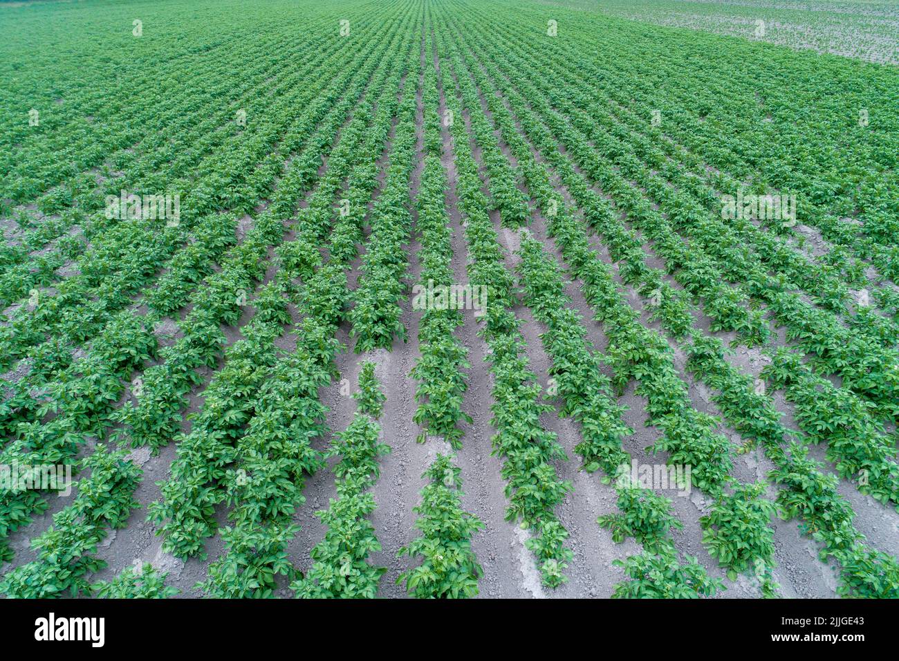 agricultural field under potato cultivation in spring Stock Photo - Alamy