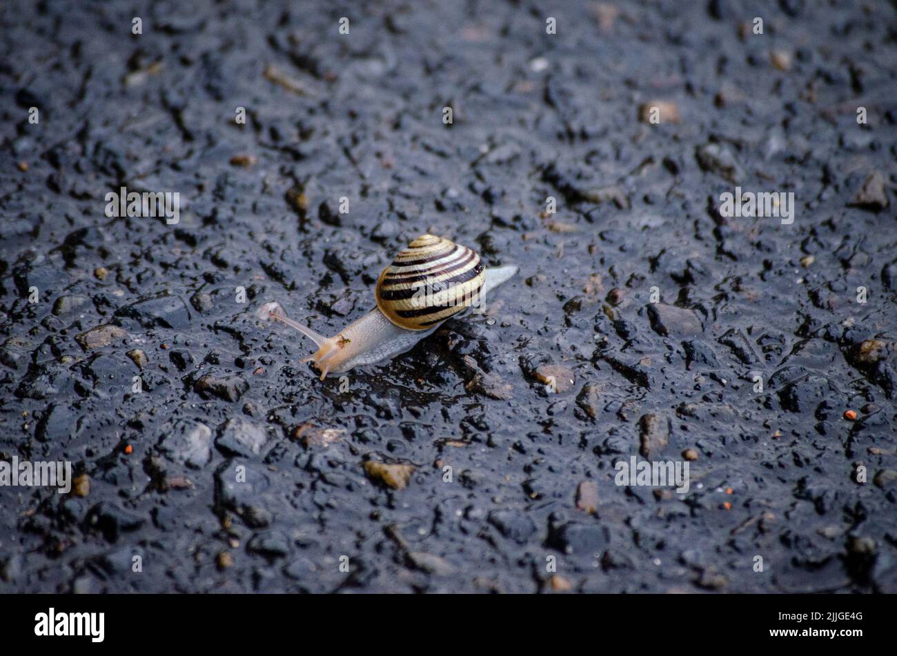 Rainy slug hi-res stock photography and images - Alamy