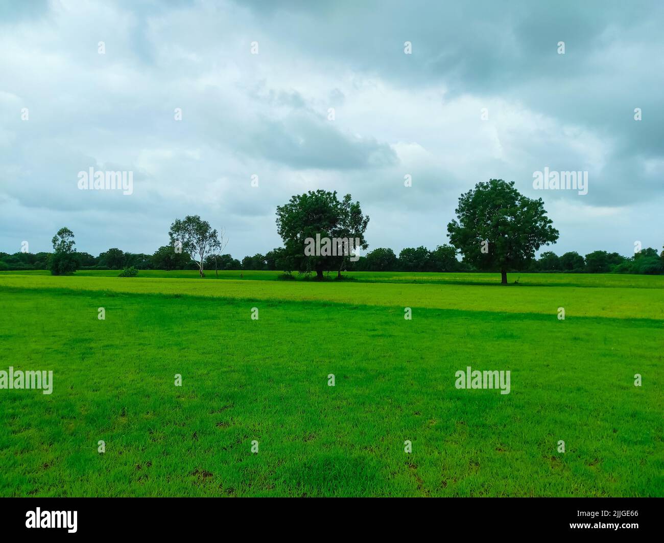 A Beautiful Shot Of Indian Village Forest Plant Tree And Clouds Stock ...