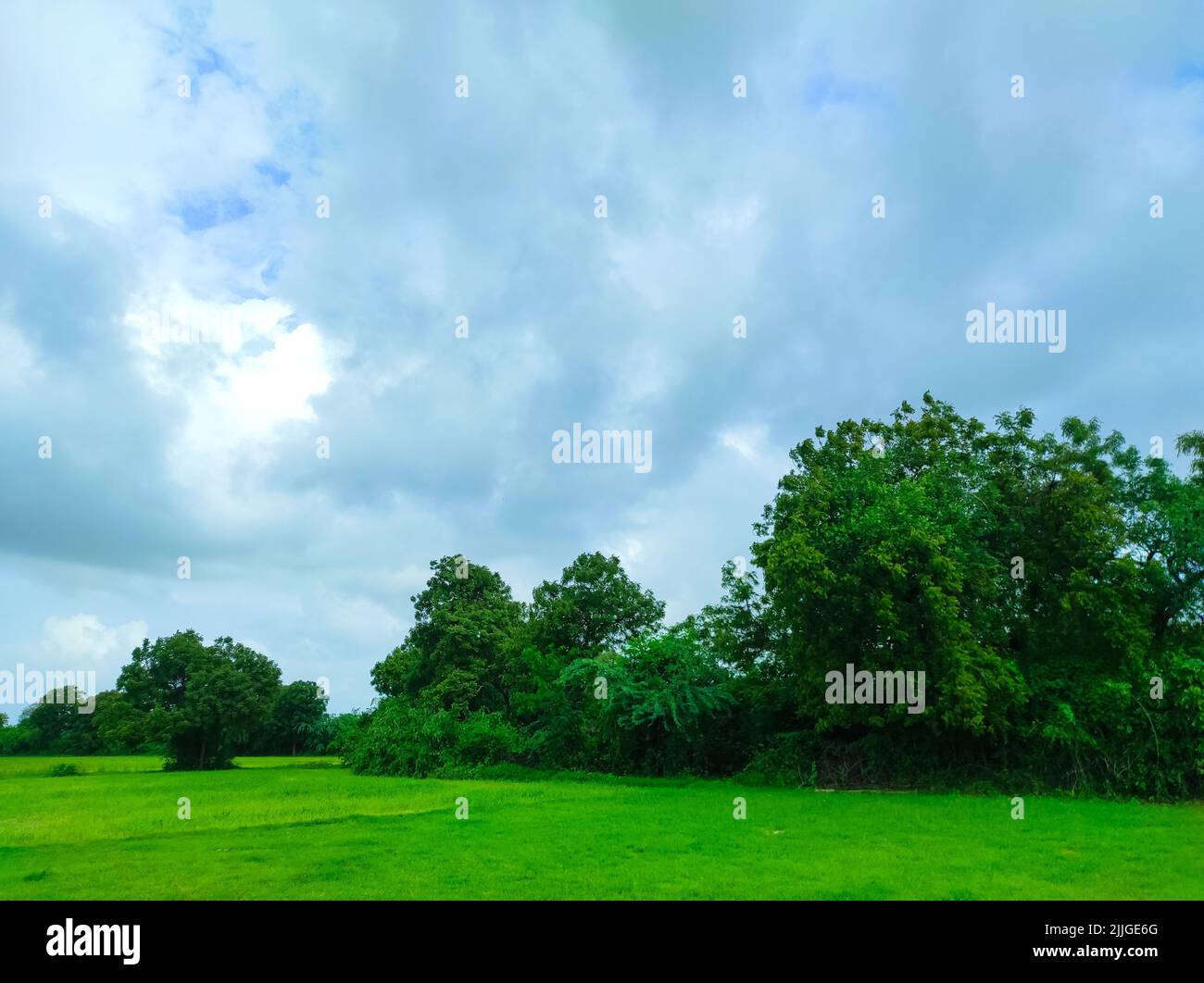 A Beautiful Shot Of Indian Village Forest Plant Tree And Clouds Stock ...