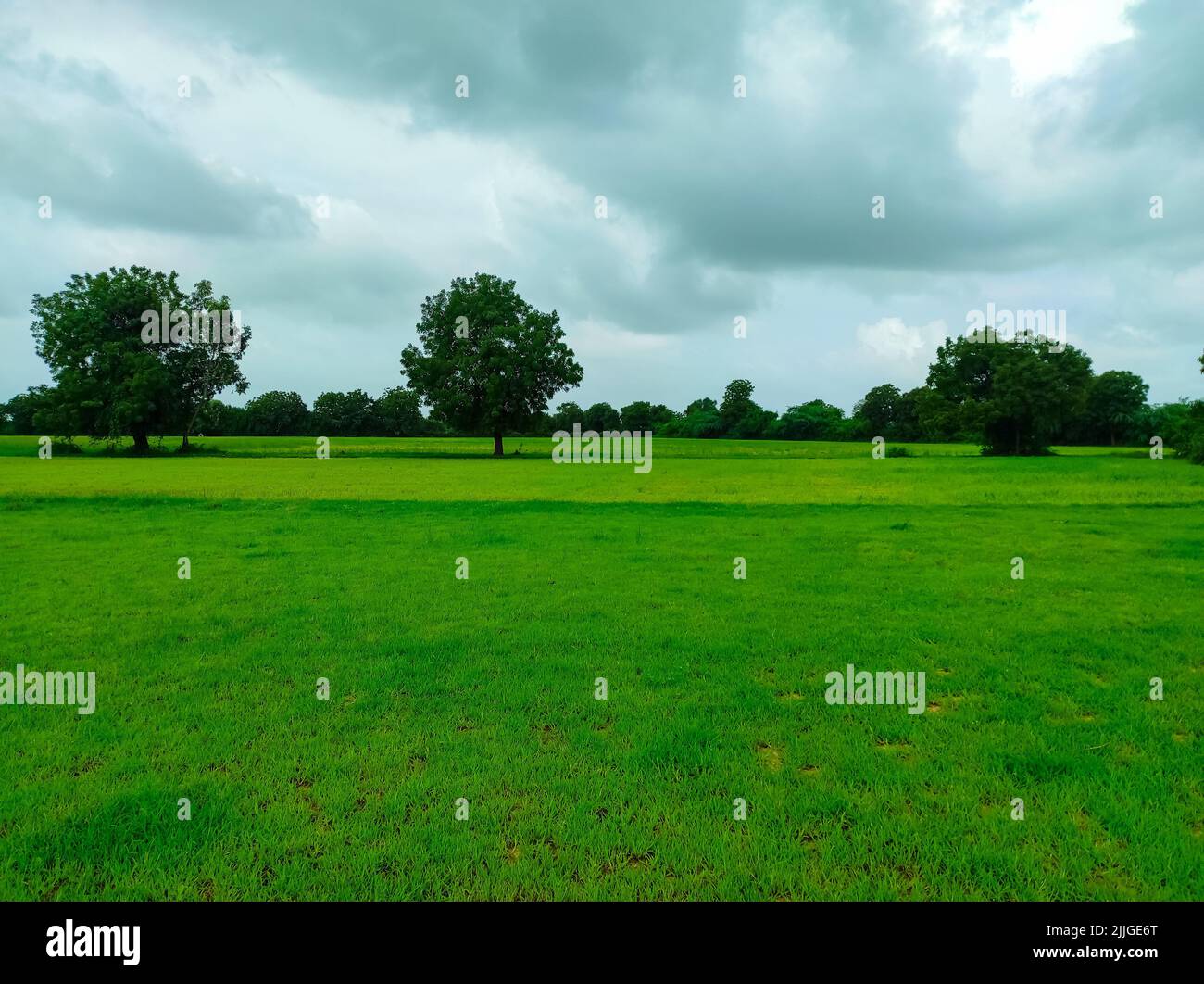 A Beautiful Shot Of Indian Village Forest Plant Tree And Clouds Stock ...