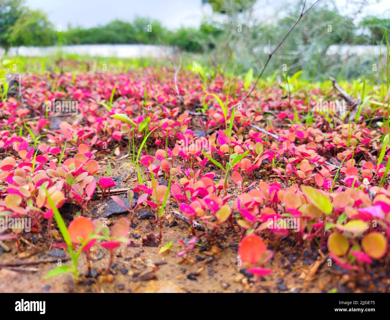 floor terrace beside corn field at agriculture farm Stock Photo - Alamy