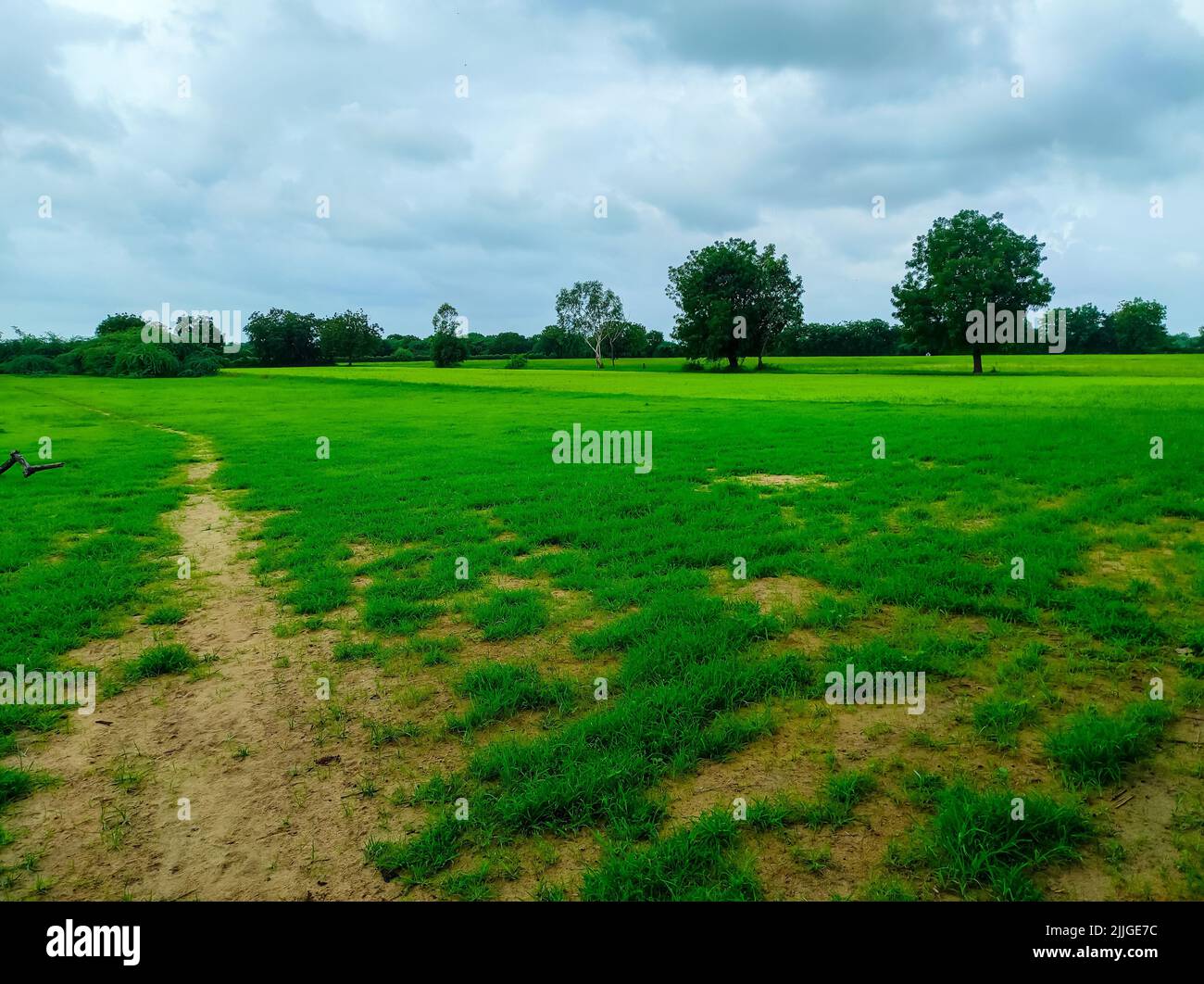 A Beautiful Shot Of Indian Village Forest Plant Tree And Clouds Stock ...