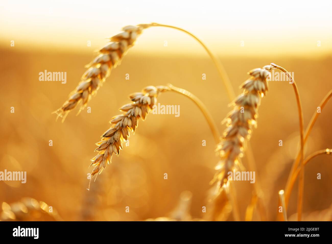 Ripe wheat spikelets on golden field glowing by the orange sunset light ...