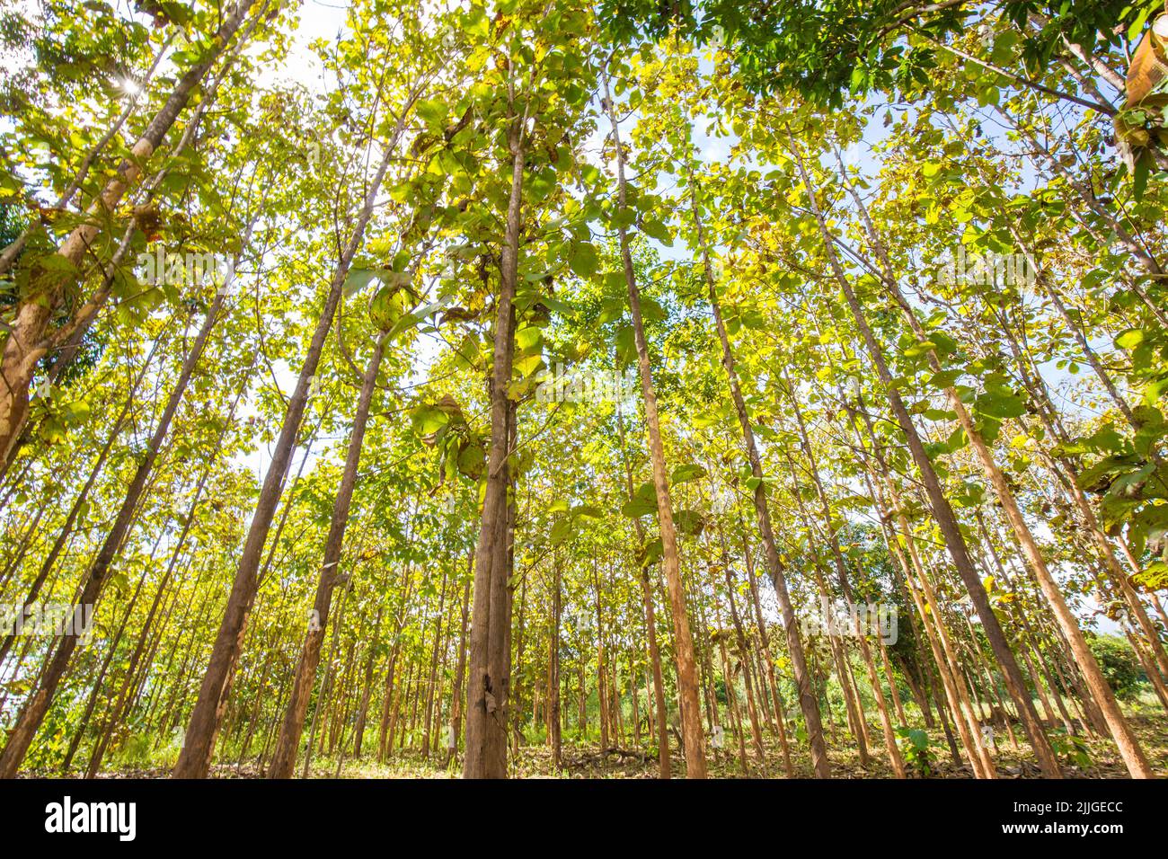 Green teak tree forest with sun light background, Agricultural industry ...