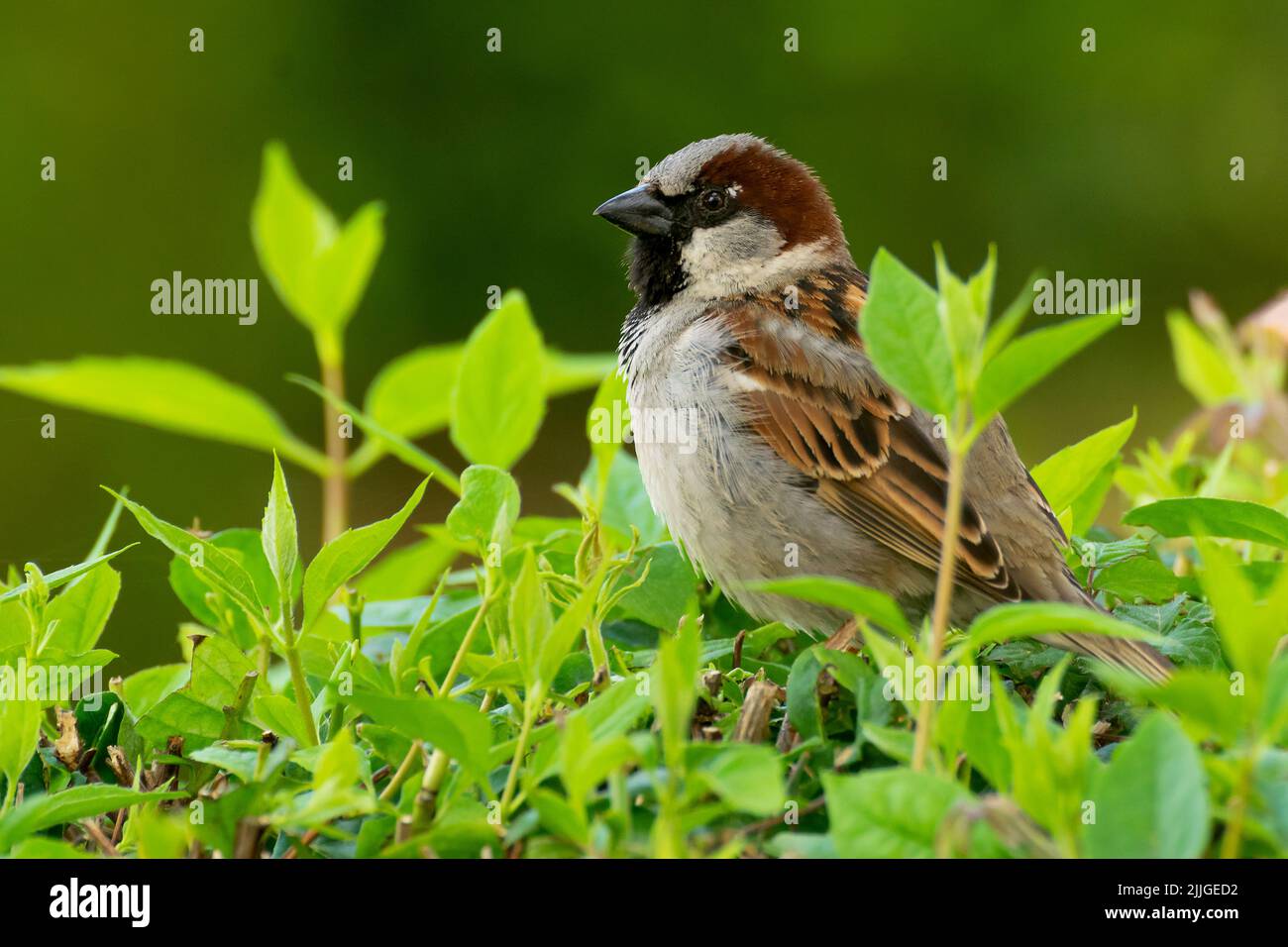 Specimen of house sparrow Passer domesticus watching perched on a scrub ...