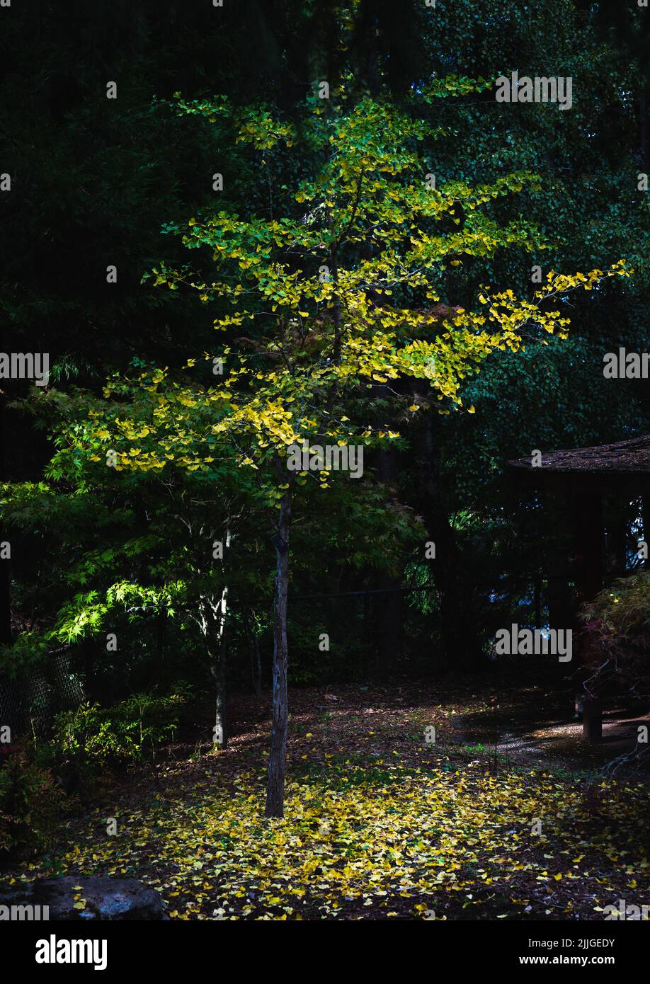 Colorful Green and Yellow Tree with Fallen Leaves in Darkness Stock ...