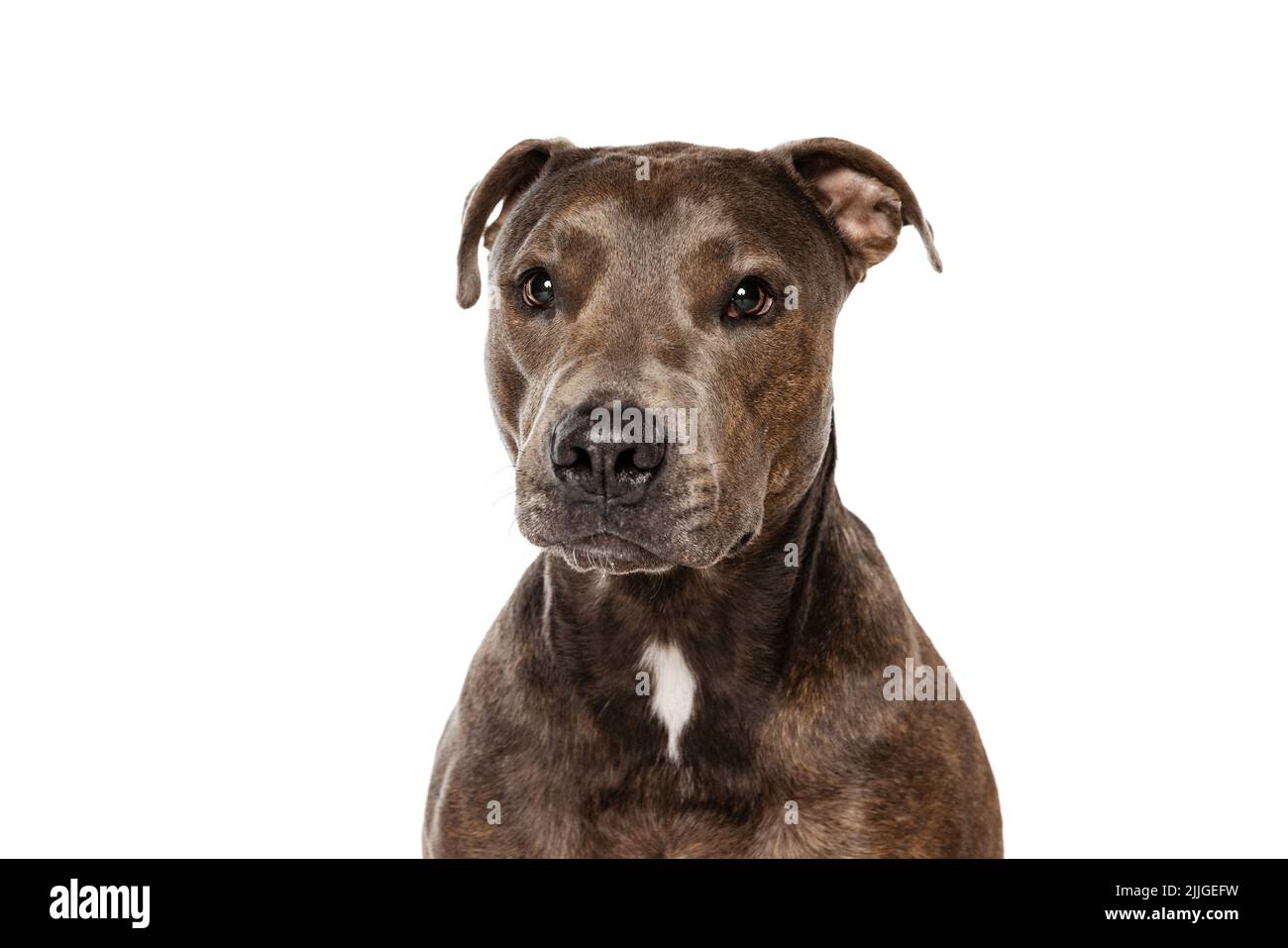 Studio shot of beautiful, purebred dog, american pit bull terrier ...