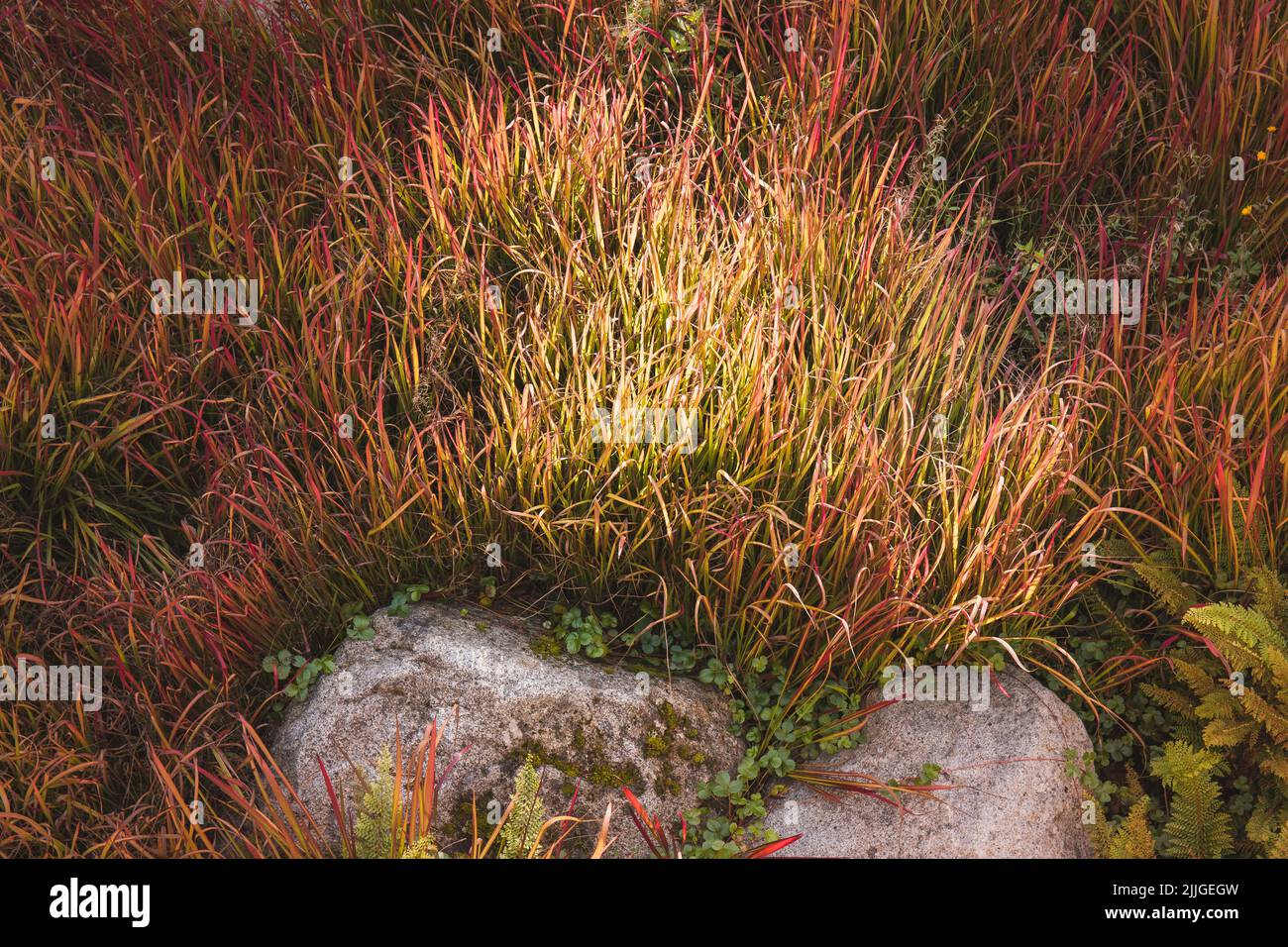Colorful Red and Orange Japanese Blood Grass Surrounding Rocks in ...