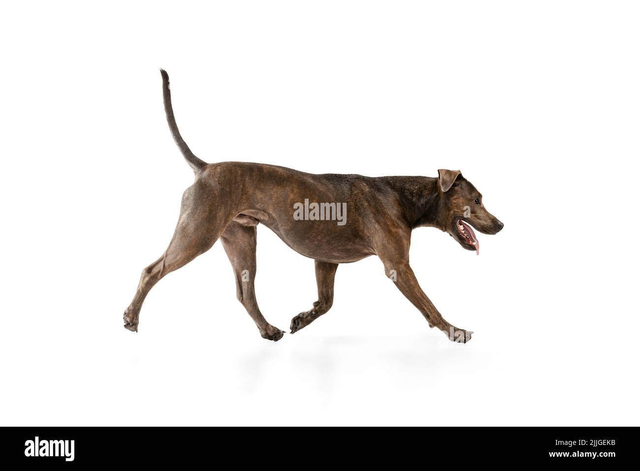 Dog walking side view Cut Out Stock Images & Pictures - Alamy