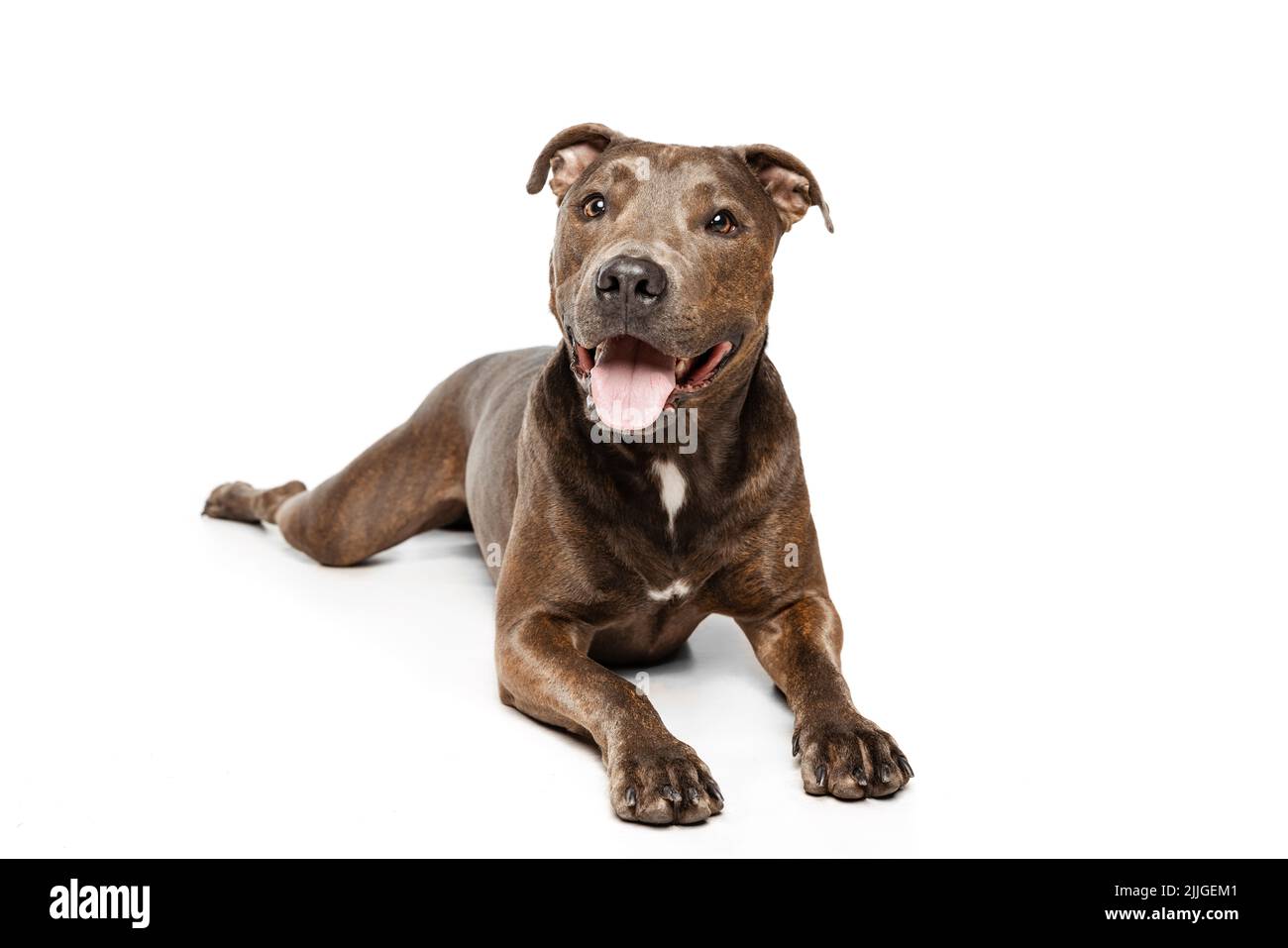 Studio shot of cheerful, purebred dog, american pit bull terrier, lying ...