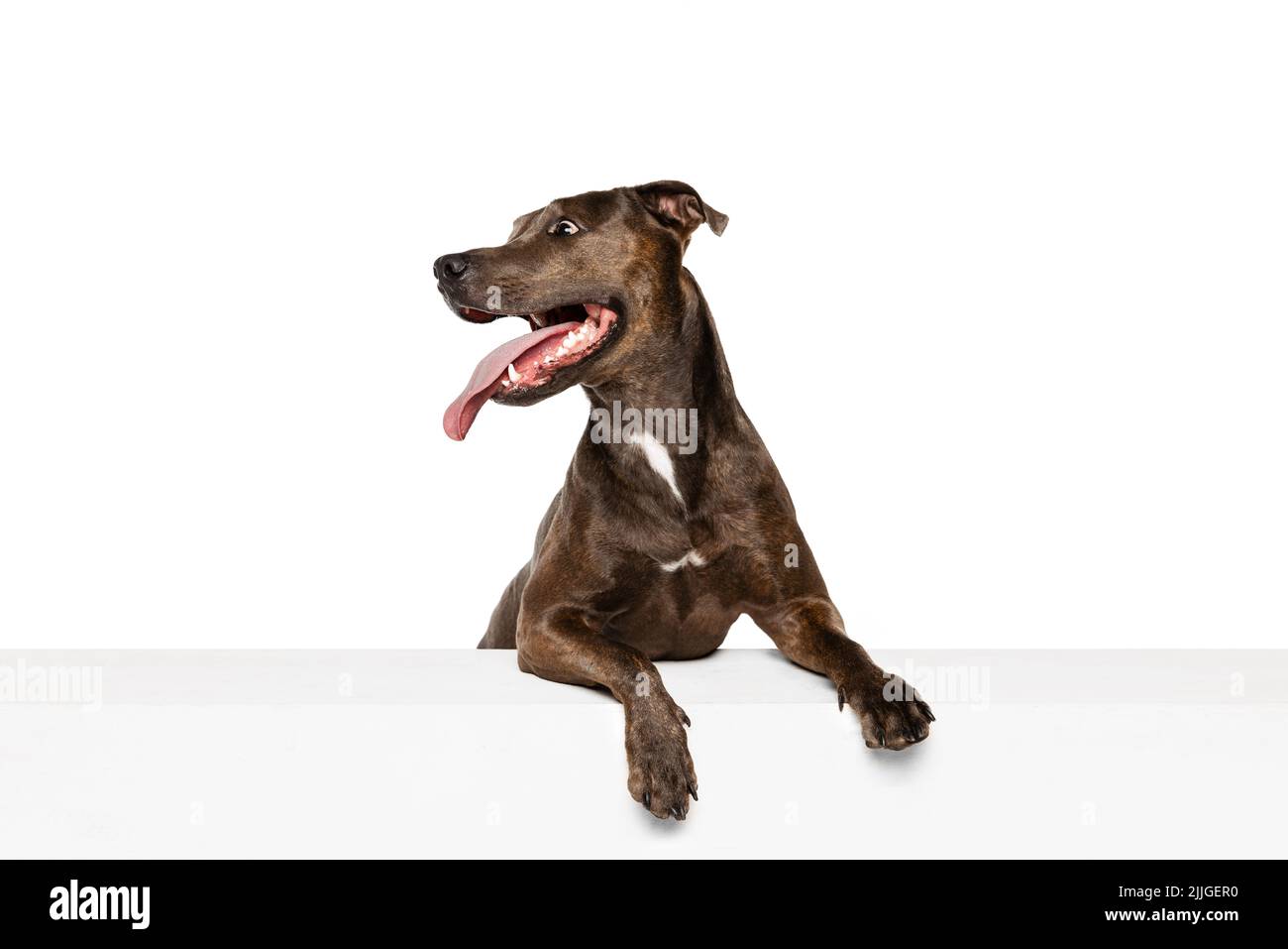 Studio shot of purebred dog, american pit bull terrier, posing with ...