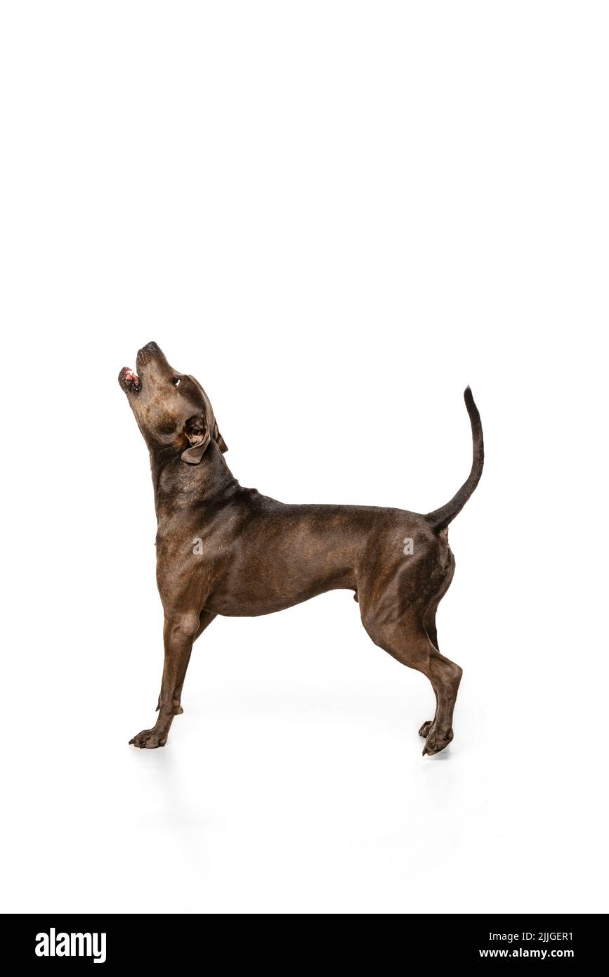 Pit bull posing hi-res stock photography and images - Alamy