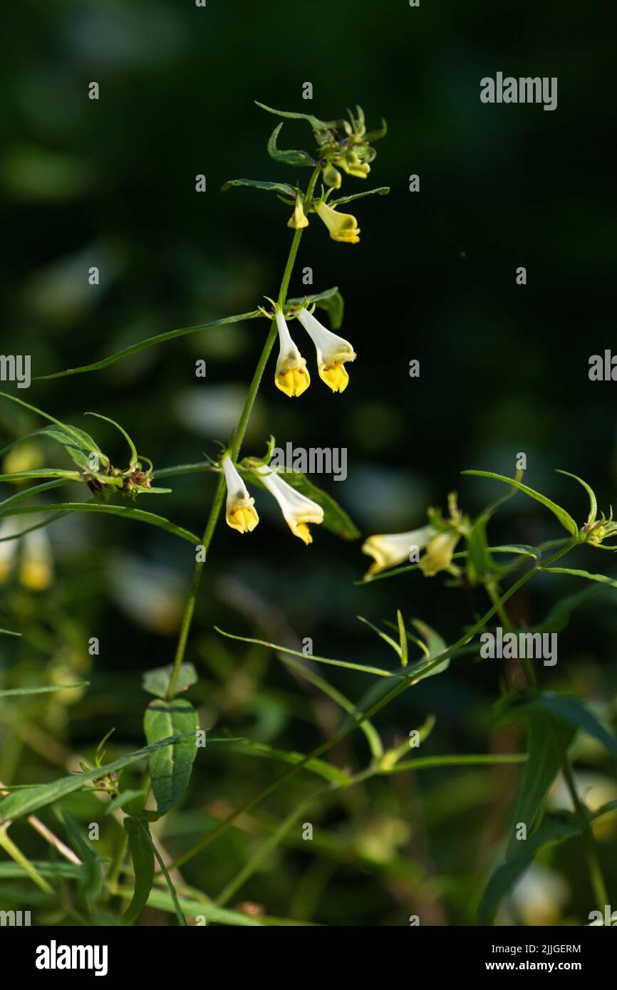 Common cow-wheat which is a plant species in the family Orobanchaceae ...