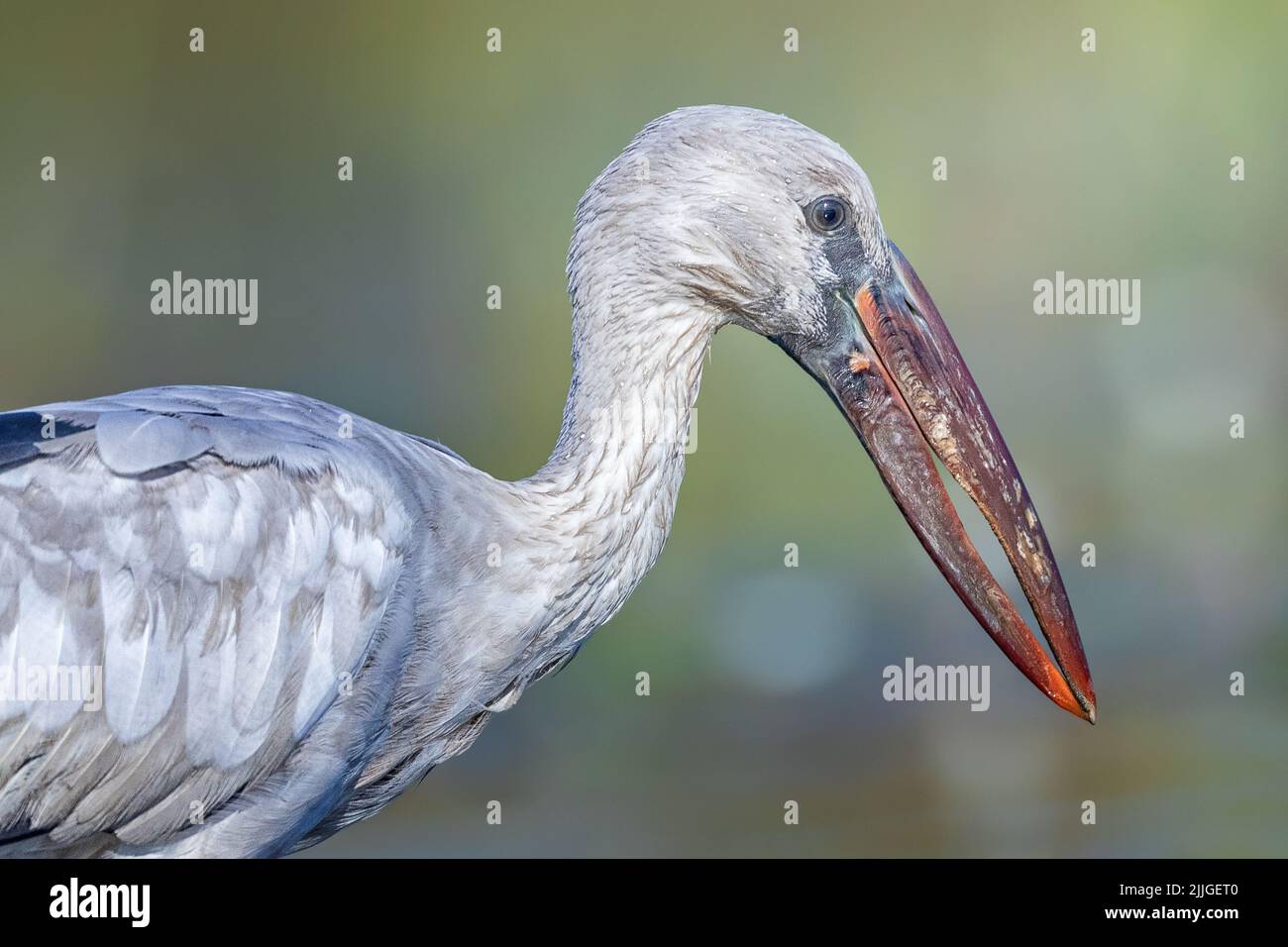 The close-up of the Asian openbill stork in the park with the blurred ...