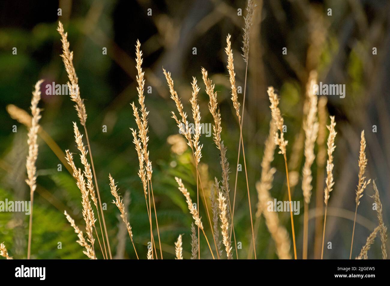 Detail of tall dry grass in a field in summer illuminated by sunlight ...