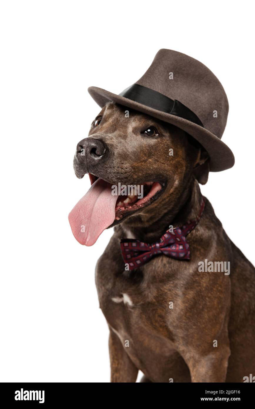 Studio shot of purebred dog, american pit bull terrier, posing isolated ...