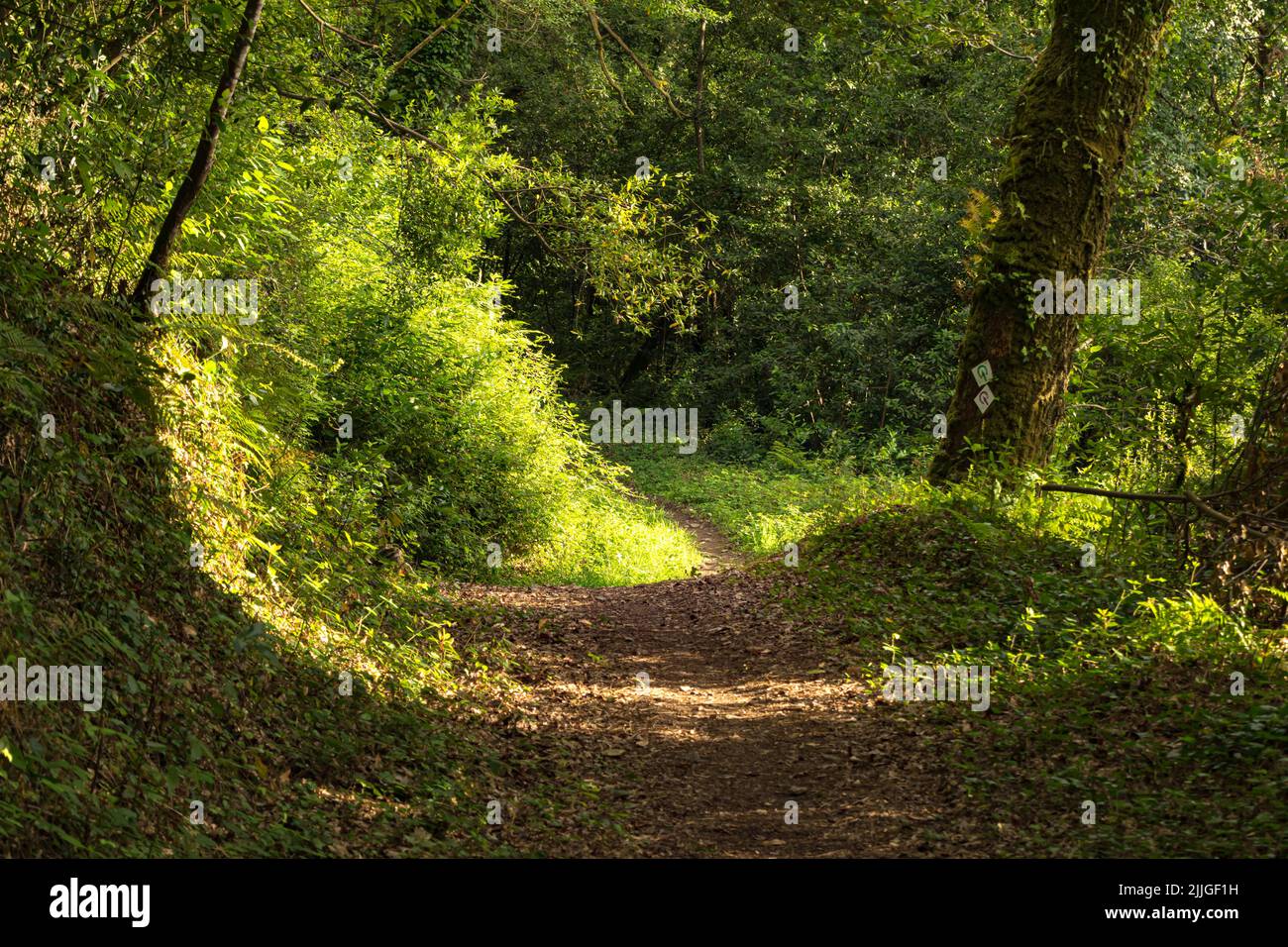 Beautiful and leafy scenery of a path in the forest in summer with ...