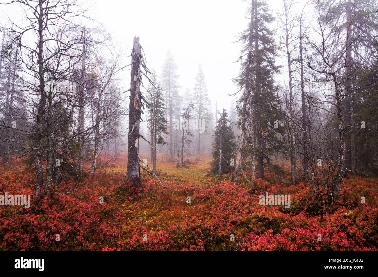 An autumnal old-growth taiga forest with colorful forest floor during ...