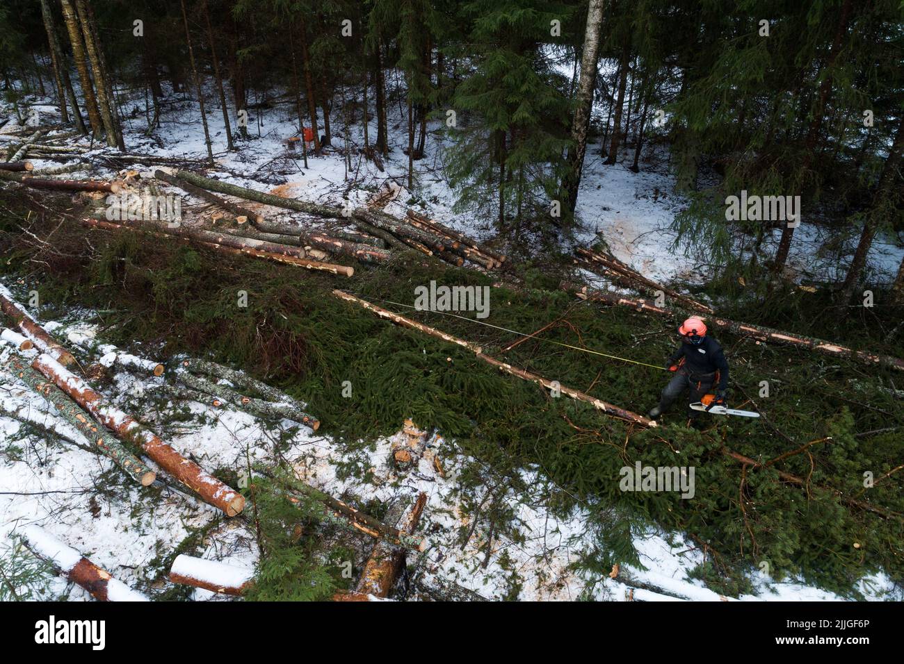 An aerial of a sawyer measuring felled tree to cut into pieces Stock ...