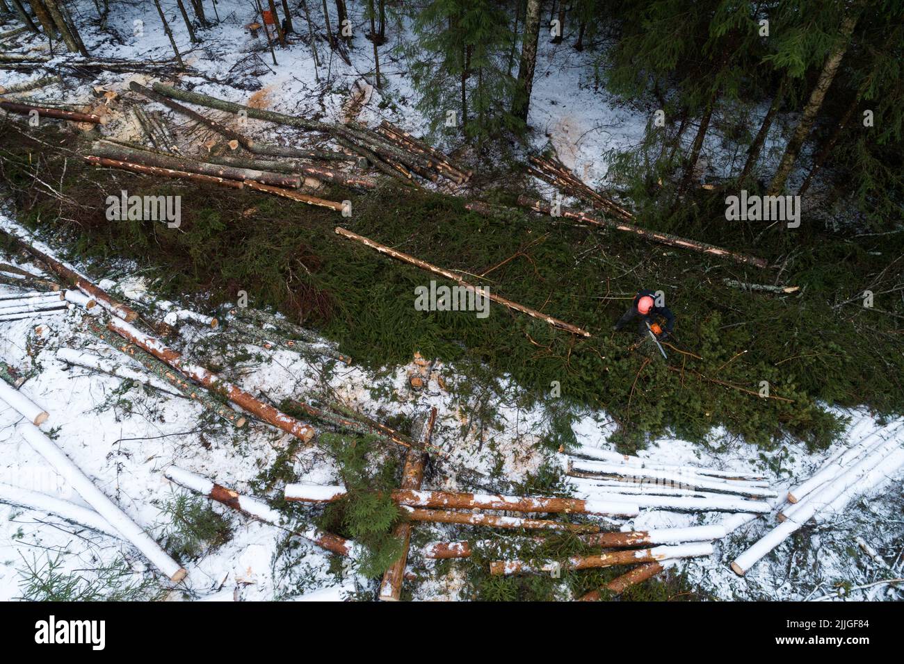 An aerial of a sawyer measuring felled tree to cut into pieces Stock ...