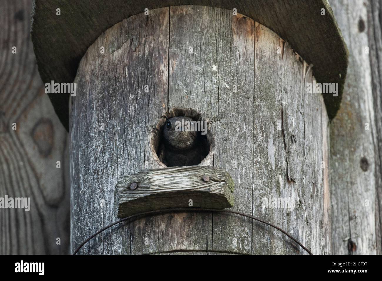 Swift birds hi-res stock photography and images - Alamy