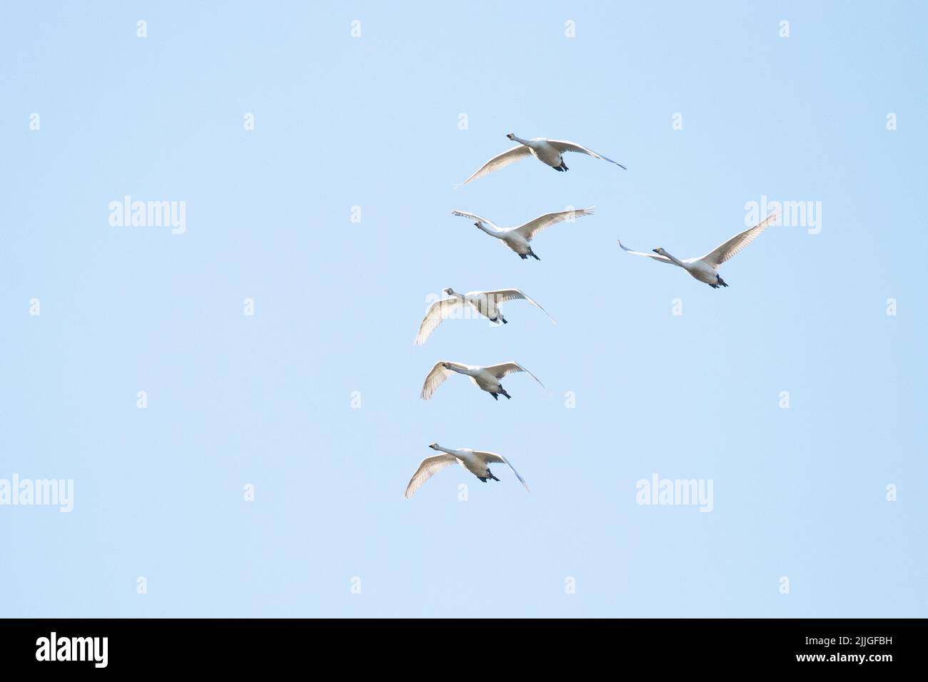 Flock of Whooper swans, Cygnus cygnus in flight during spring migration ...
