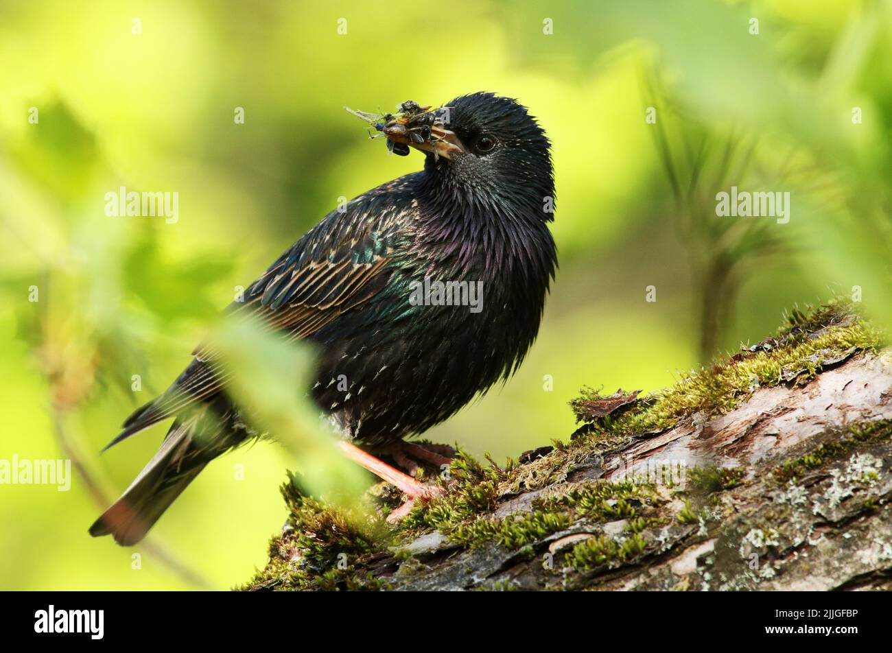 Holding insects hi-res stock photography and images - Alamy
