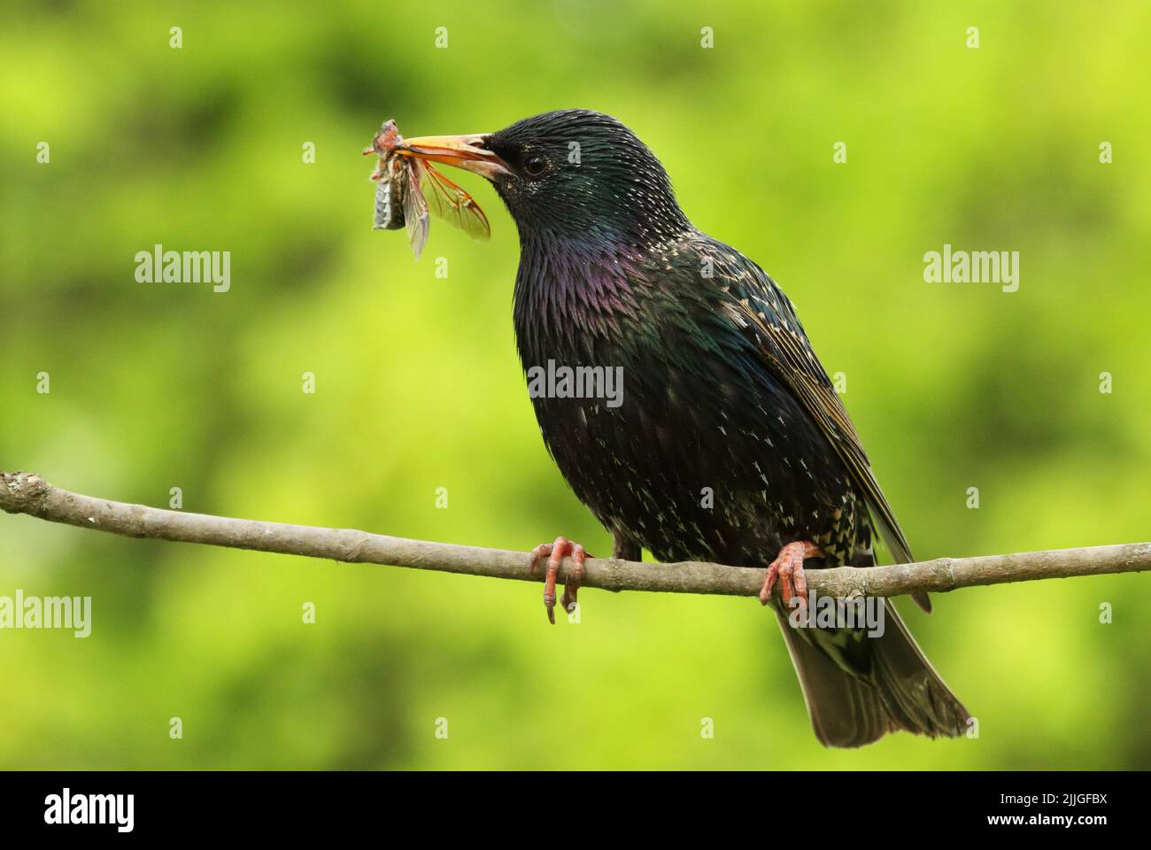 Sturnus vulgaris early summer hi-res stock photography and images - Alamy