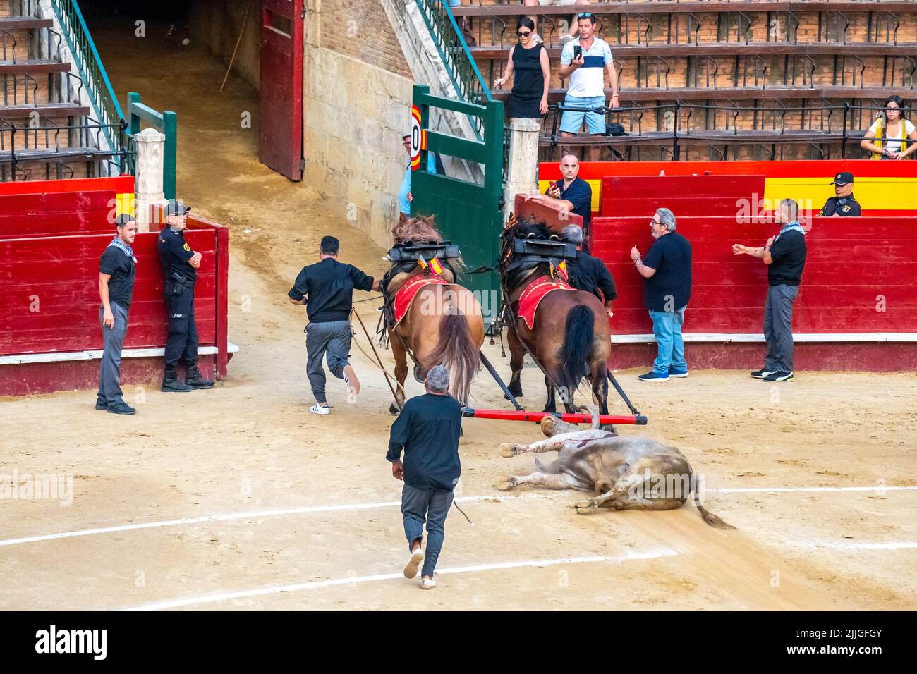Two horses and people pulling a dead bull after the bullfight has ended ...