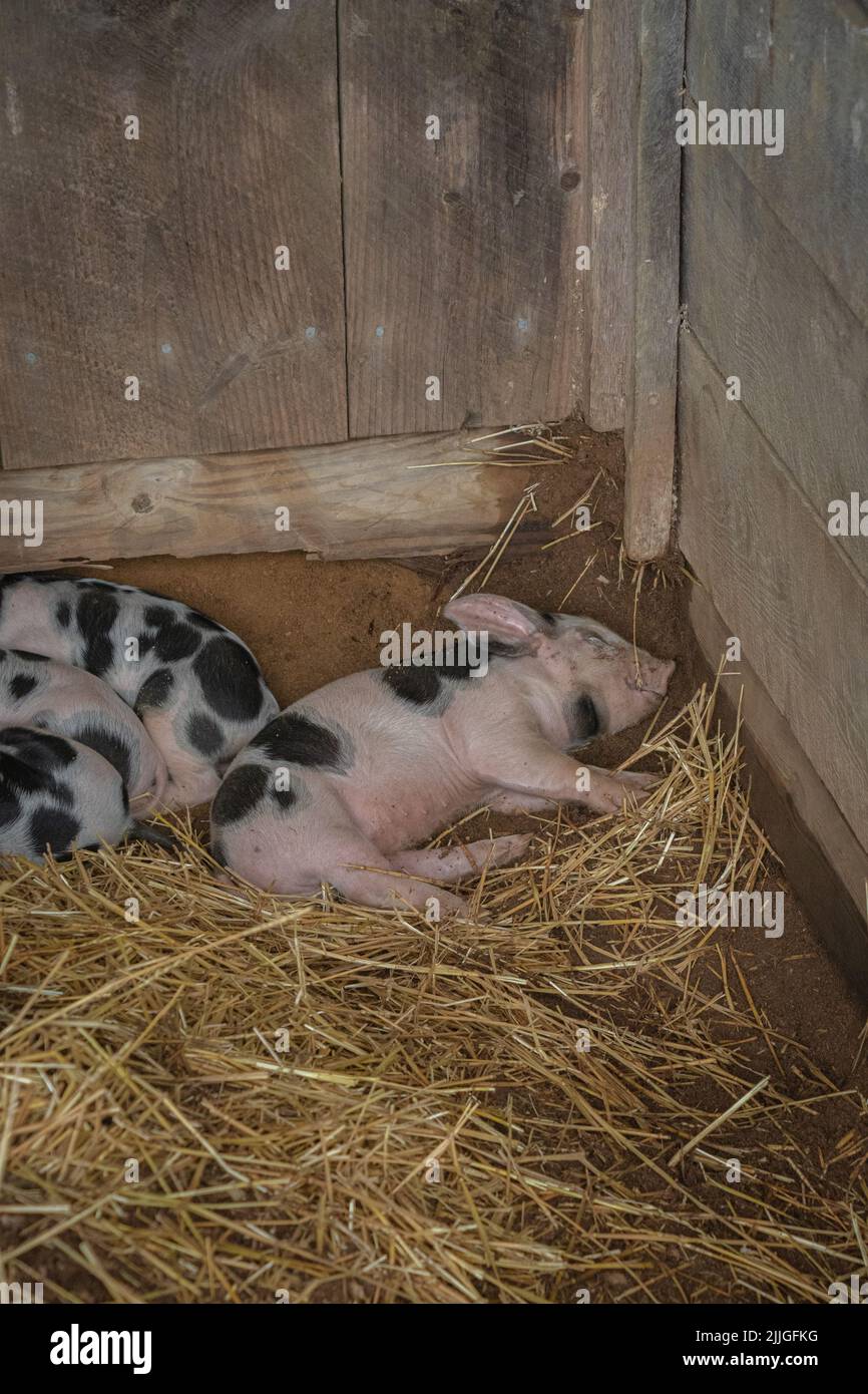 A farm baby pigs in the barn Stock Photo - Alamy