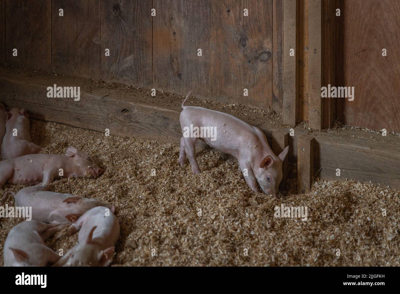 A farm pigs in the barn Stock Photo - Alamy