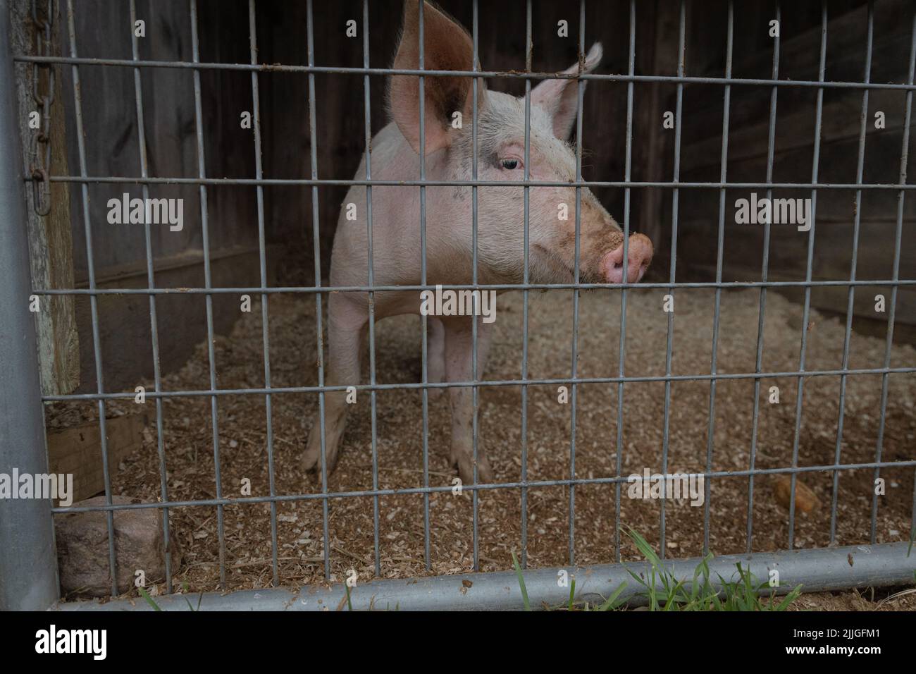 A farm pigs in the barn Stock Photo - Alamy