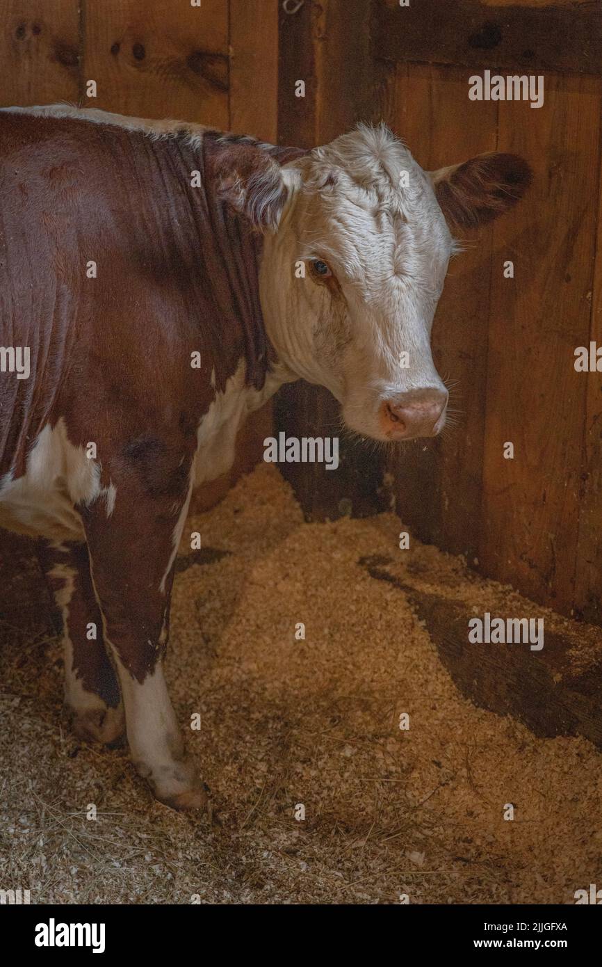 A brown cow standing inside the barn Stock Photo - Alamy