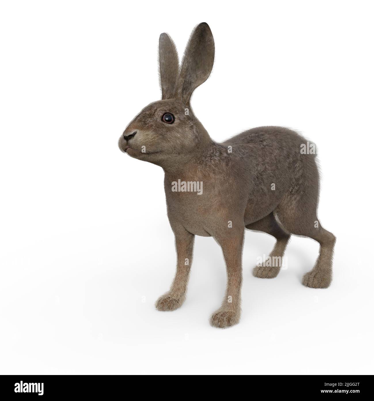 Rabbit portrait illustration hi-res stock photography and images - Alamy