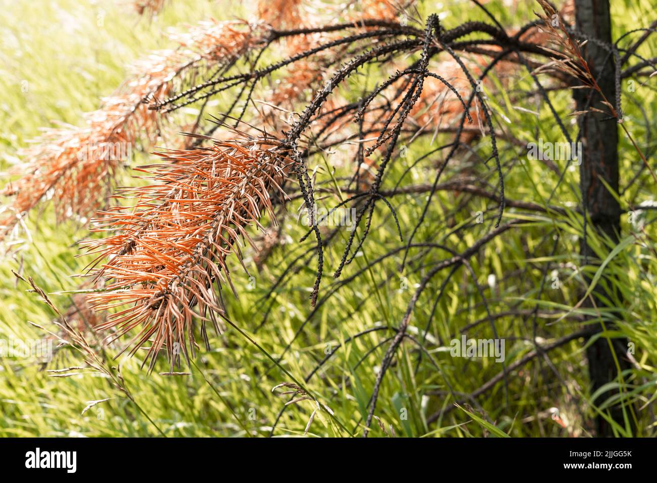 dried branches of burnt pine tree in yellow orange needles crown after ...